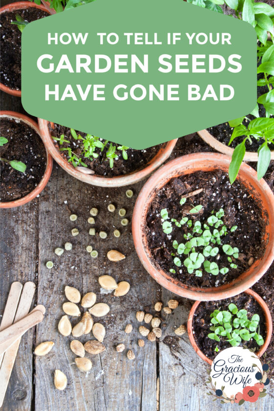 How to Tell If Your Garden Seeds Have Gone Bad - The Gracious Wife